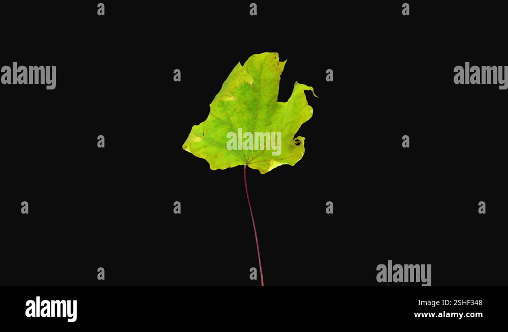 Time lapse of resurrection yellow-green Maple leaf in RGB + ALPHA matte ...