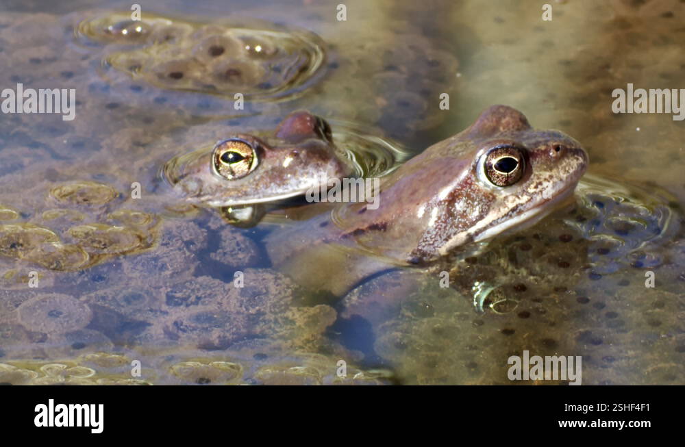 A group of common frogs in spring. In the water among the frog eggs ...
