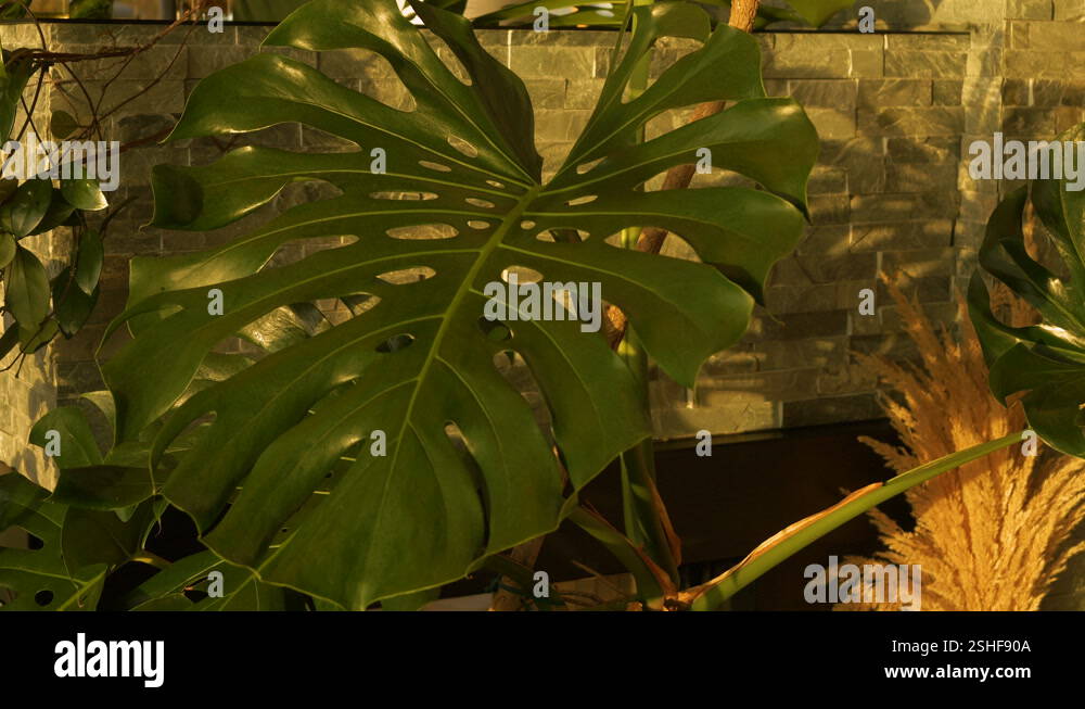 CLOSE UP: Large fenestrated leaf of healthy Monstera plant in home ...