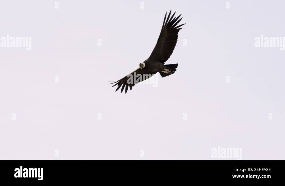 Andean condor in flight showing off its wingspan. Slow motion, 4k Stock ...