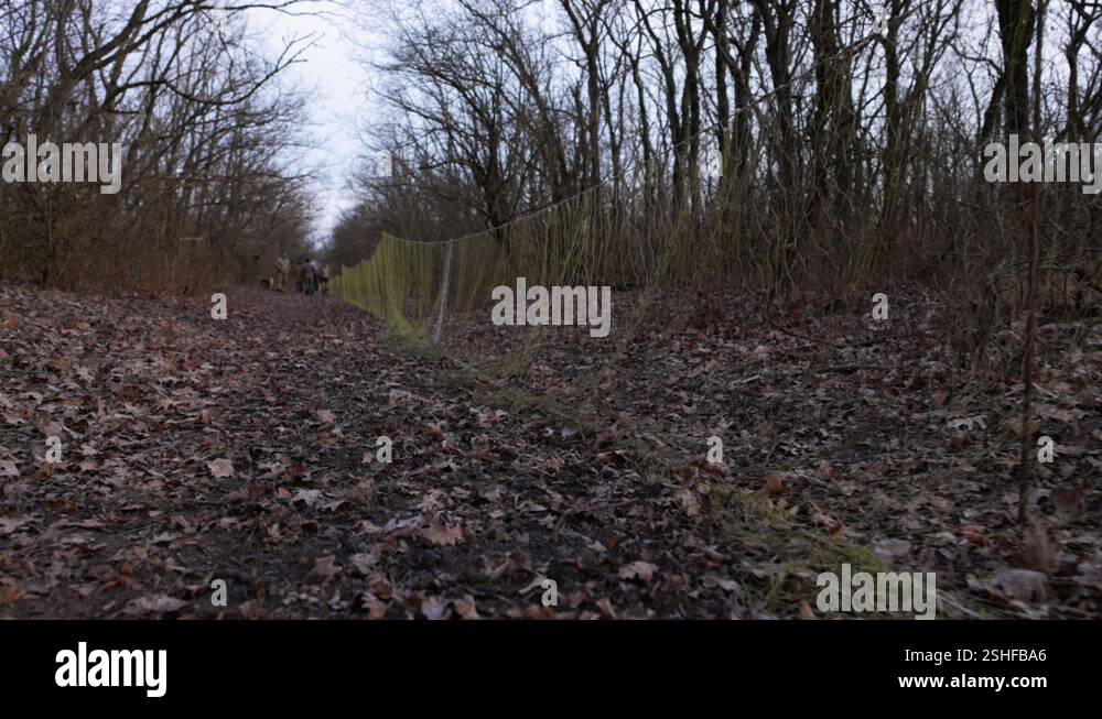Forest trap Stock Videos & Footage - HD and 4K Video Clips - Alamy