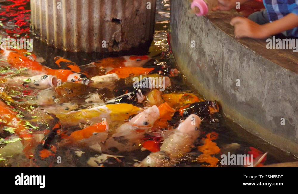 Kid Playing With Colorful Koi Fish In A Carp Cafe In Chiang Mai ...