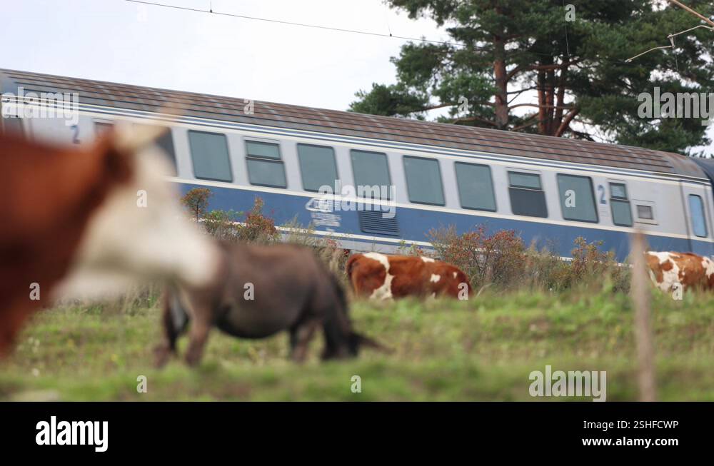 Donkey And Domestic Cow Herd Grazing On The Pasture With Train Passing ...