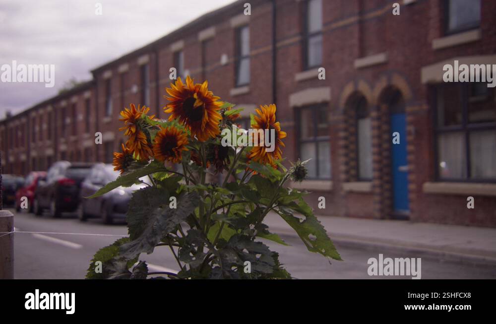 Welsh flora Stock Videos & Footage - HD and 4K Video Clips - Alamy