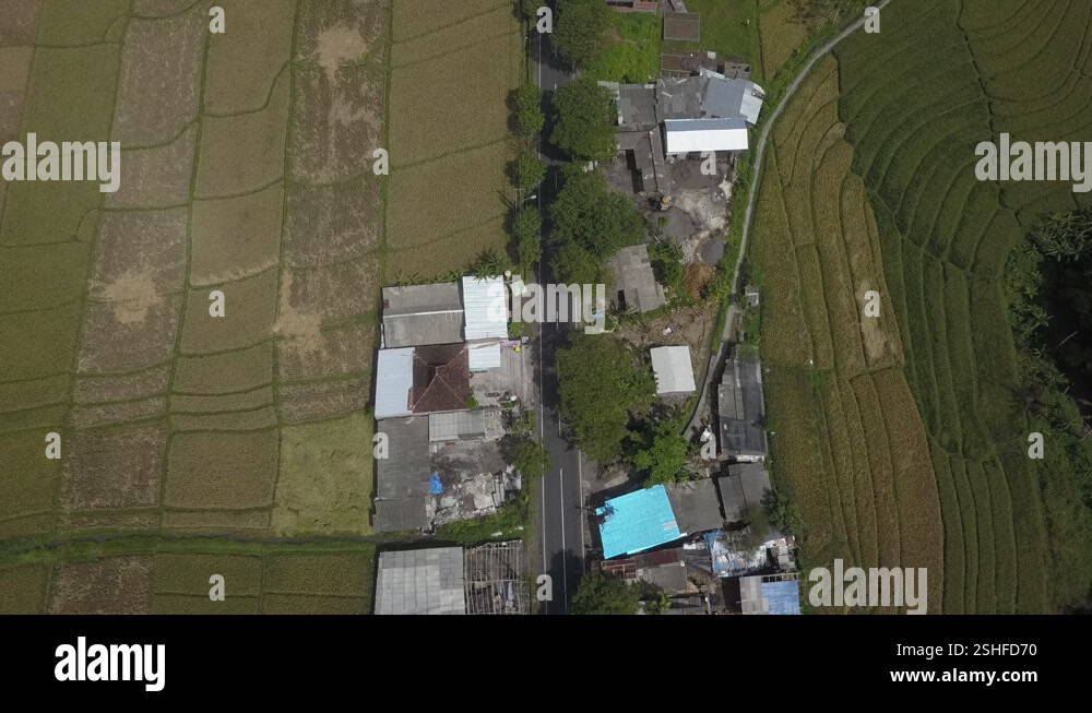 Irrigated rice paddy fields, green and healthy, in Bali Indonesia Stock ...