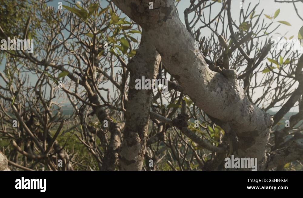 A close up shot of the thick trunk of a tree in a mangrove forest Stock ...