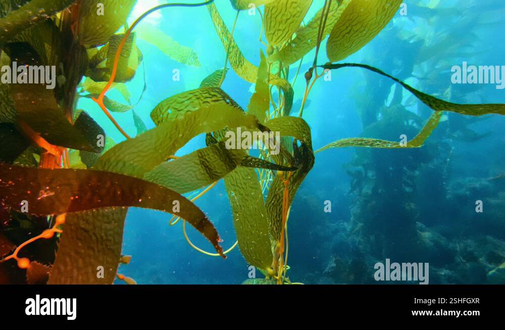 Diversity of marine life Stock Videos & Footage - HD and 4K Video Clips ...