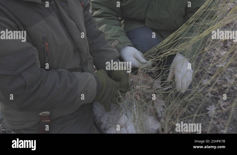 Wild hare caught in a trap net. Hare trapping for relocation ...