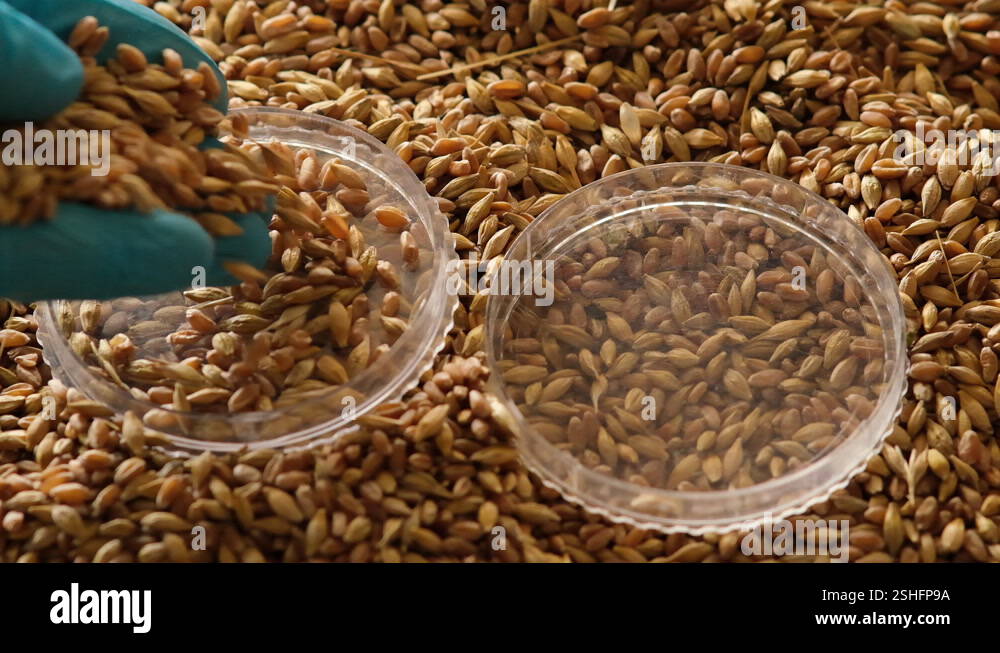 Collection of grain samples for further analysis. Slow motion Stock ...