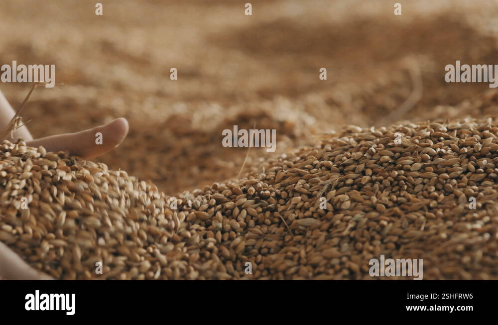 A child's hand picks a grain of wheat. Slow motion Stock Video Footage ...