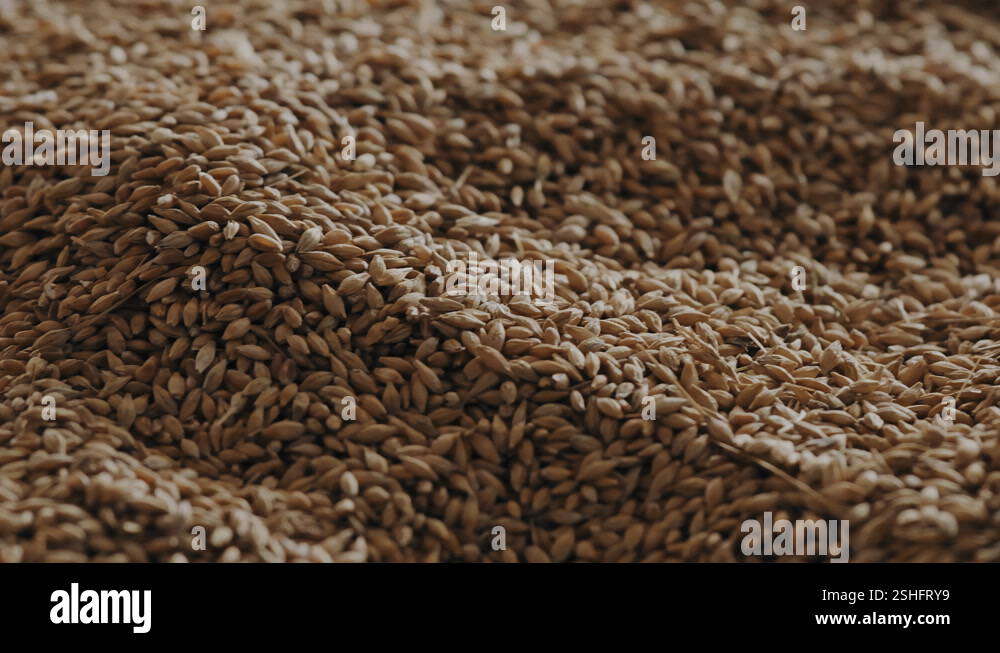 Harvested grain Background Slow motion Stock Video Footage - Alamy