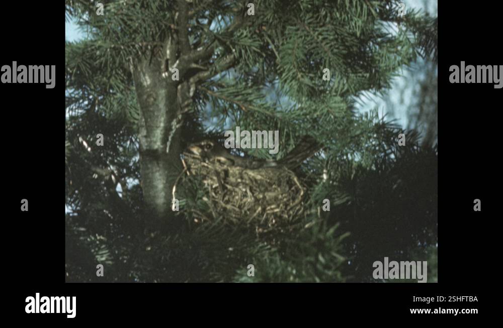 1950s: American robin lands next to a nest in a pine tree, then gets in ...