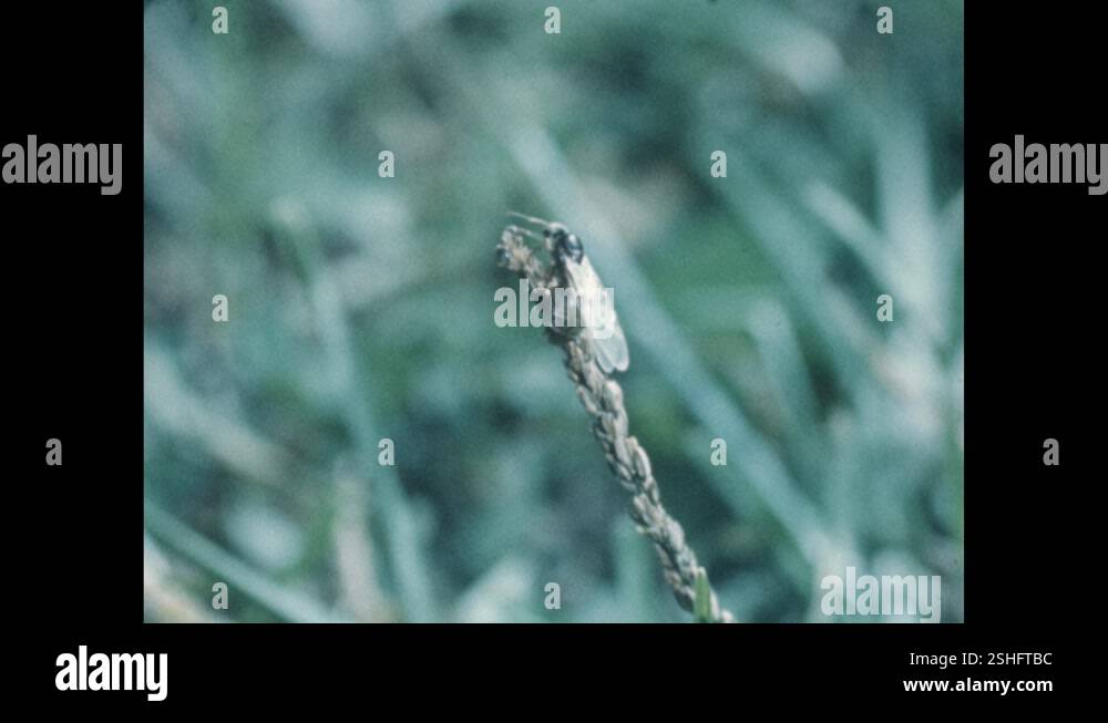 1960s: Winged ant sits on end of grass stalk, another ant crawls out ...