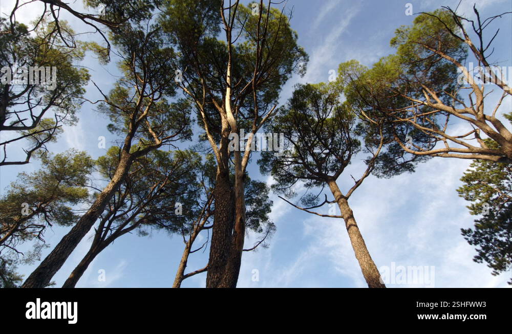 Tree tops under blue sky - upward spinning view on the high branches of ...