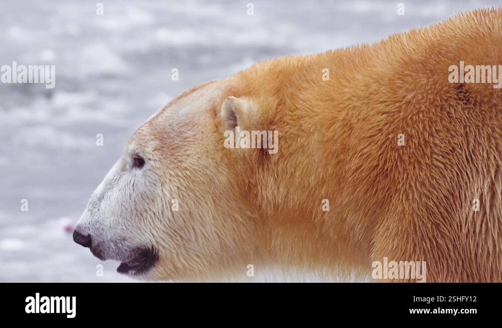 Slow motion 120 fps video of female Polar bear and her polar bear cub ...