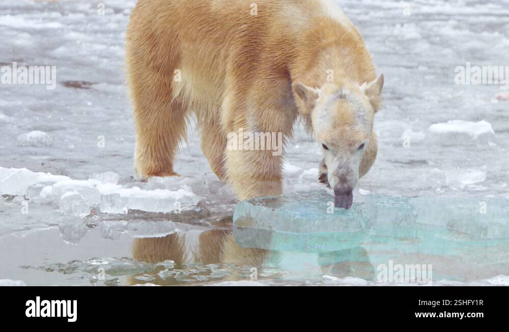 Slow motion 120 fps video of female Polar bear and her polar bear cub ...