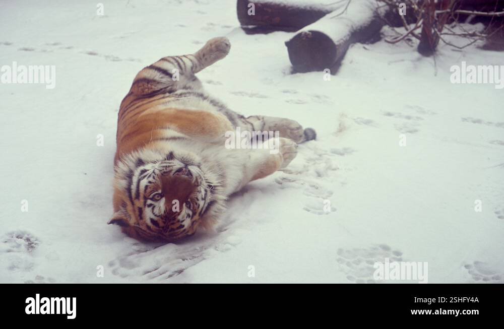 4k120 fps super slow motion video of big male Siberian tiger, panthera ...