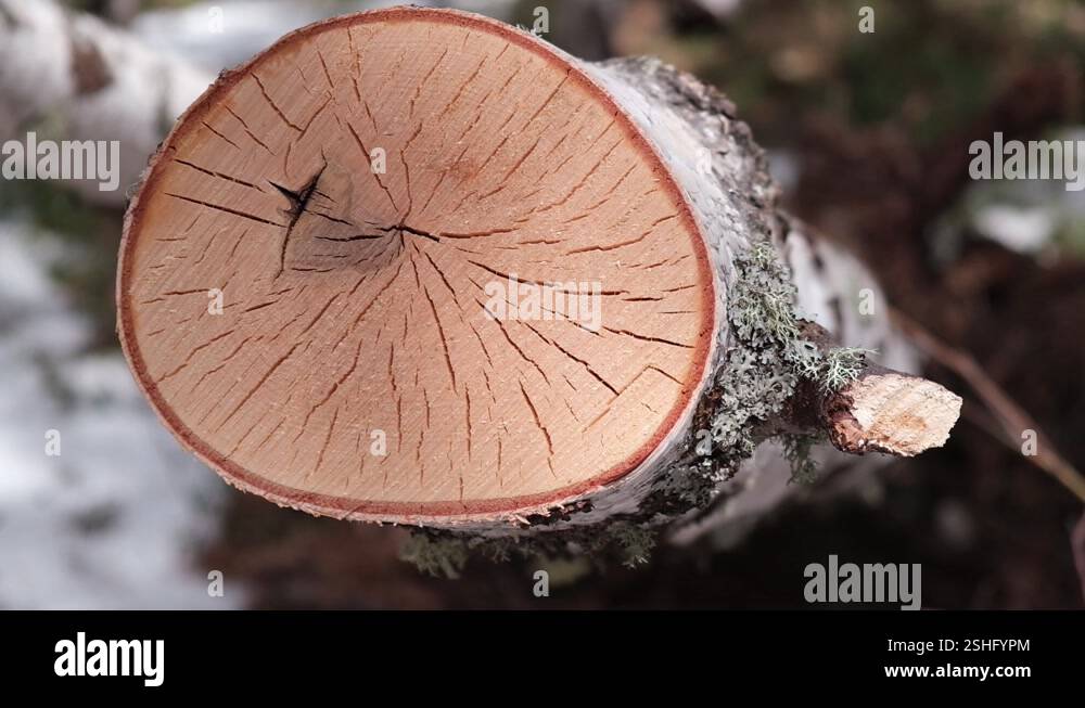 Birch log cross section Stock Videos & Footage - HD and 4K Video Clips ...