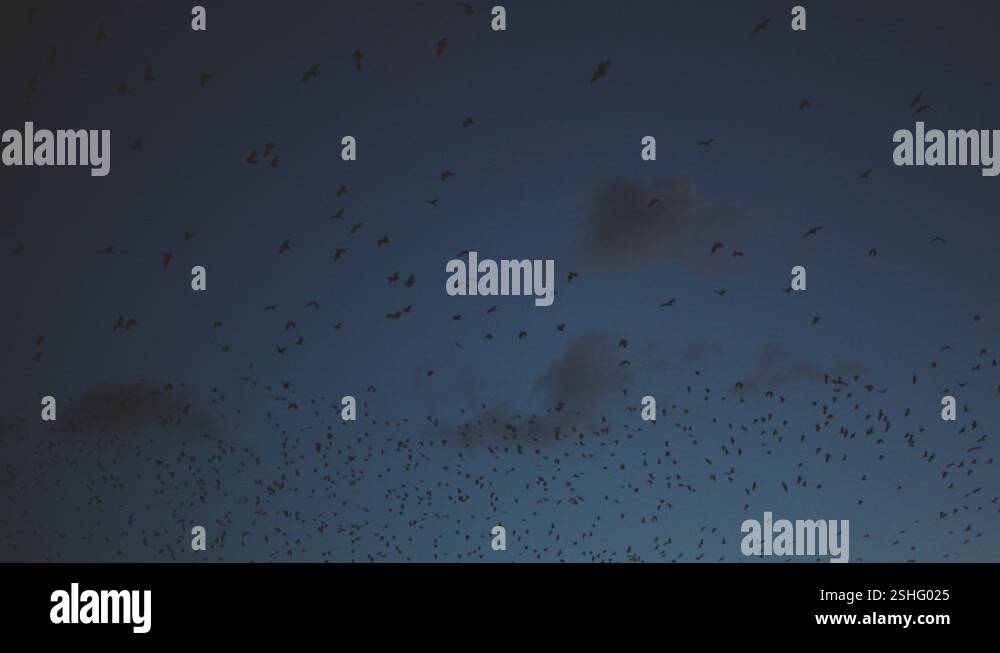 A dark sky, lit dimly by the fast, retreating sun harbours thousands of ...