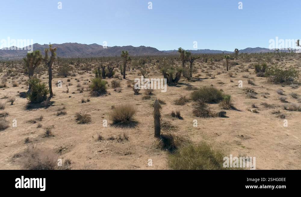 Joshua Tree 4K Drone of Desert and Cacti (Shot outside of the national ...