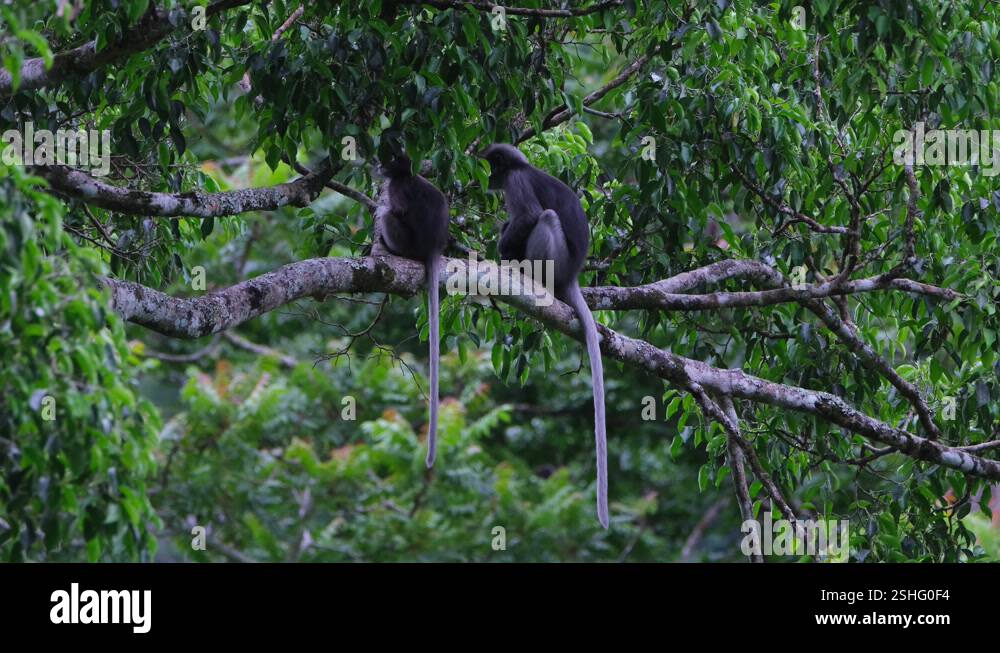 Two resting on the branch with their tails down, one on the left ...