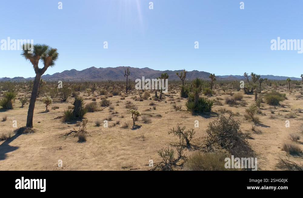 Joshua Tree 4K Drone of Desert and Cacti (Shot outside of the national ...