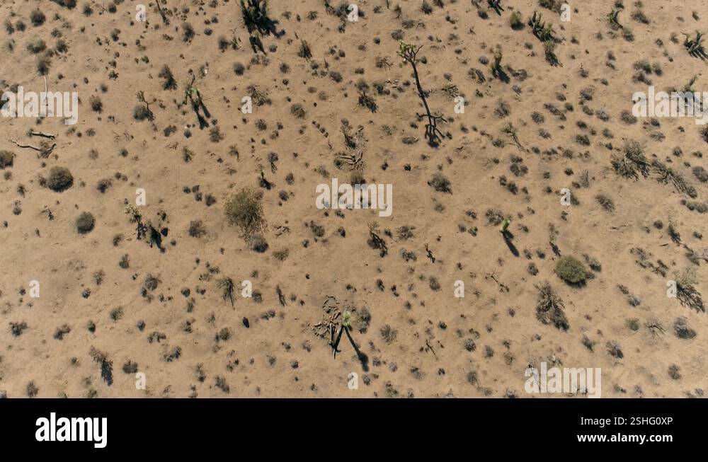 Joshua Tree 4K Drone of Desert and Cacti (Shot outside of the national ...
