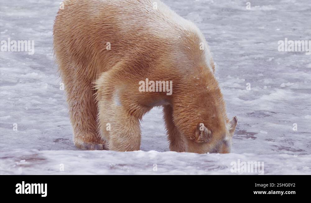 Slow motion 120 fps video of female Polar bear and her polar bear cub ...
