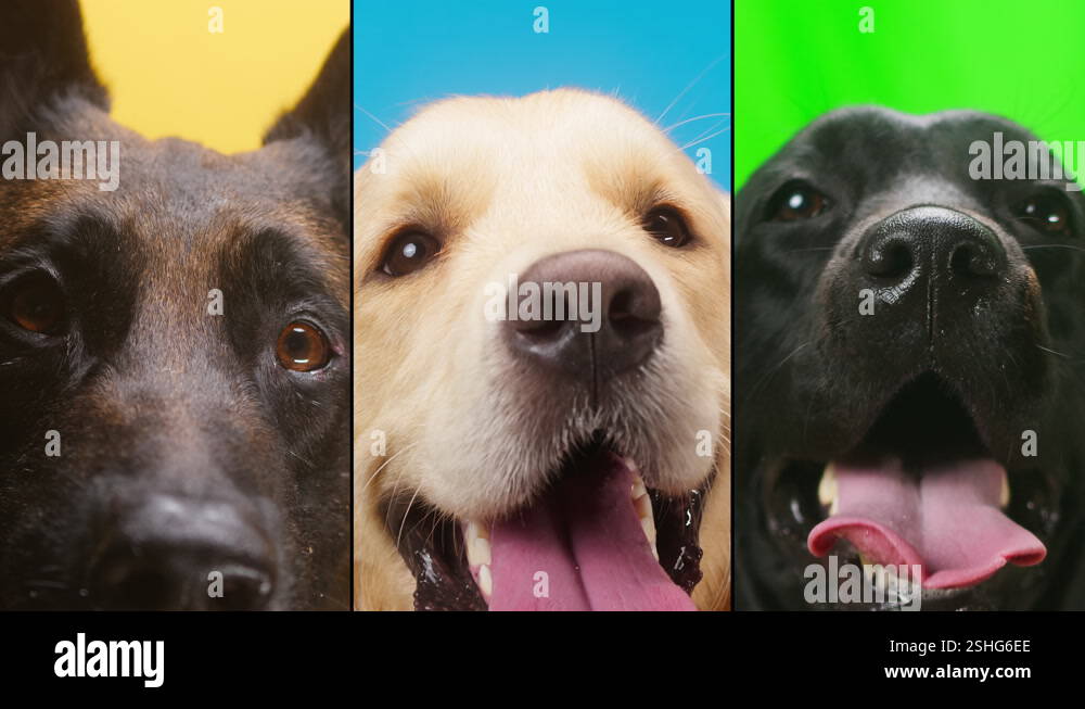 Dog face close up portrait collage, happy dogs portraits multi camera ...
