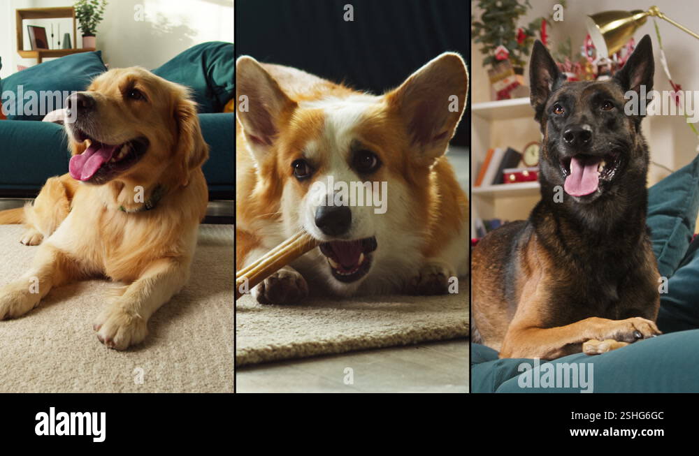 Dog face close up portrait collage, happy dogs portraits multi camera ...