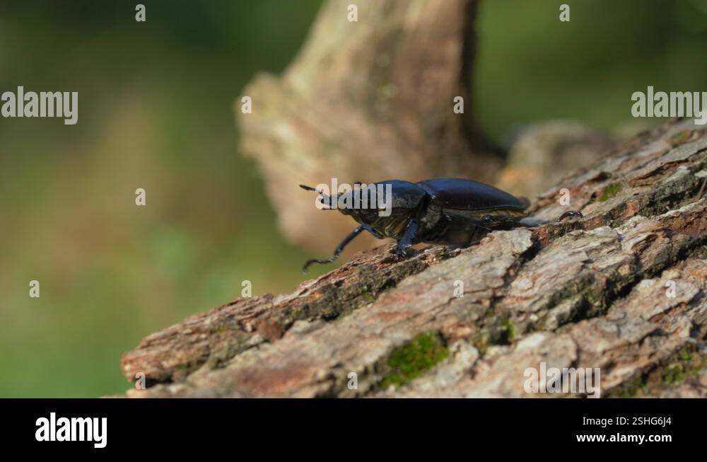 European stag beetle (Lucanus cervus), female bug Stock Video Footage ...