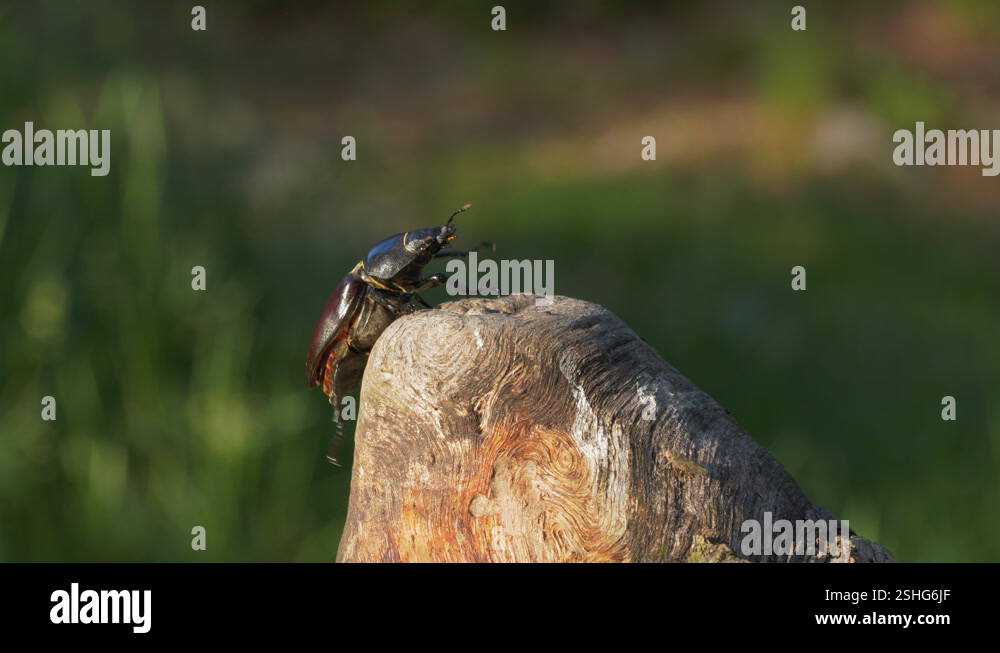 European stag beetle (Lucanus cervus) female flying, bug taking off ...