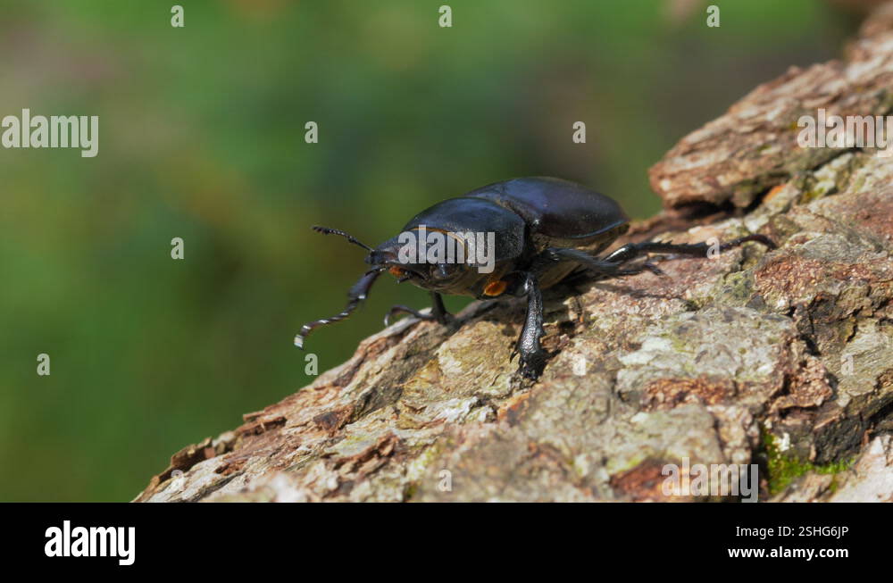 European stag beetle (Lucanus cervus), female bug Stock Video Footage ...