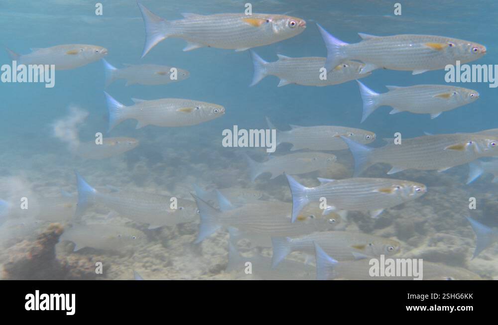 School of fringelip mullet fishes swimming in the sea Stock Video ...