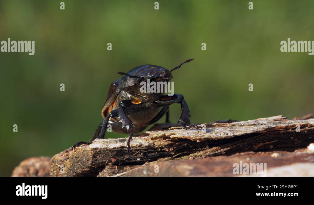 European stag beetle (Lucanus cervus) female flying, bug taking off ...