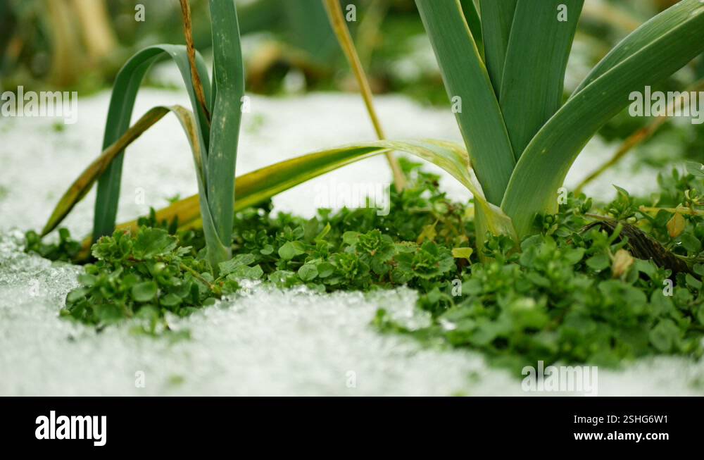 Leek farm harvest bio leaf green field winter snow leke crops white ...