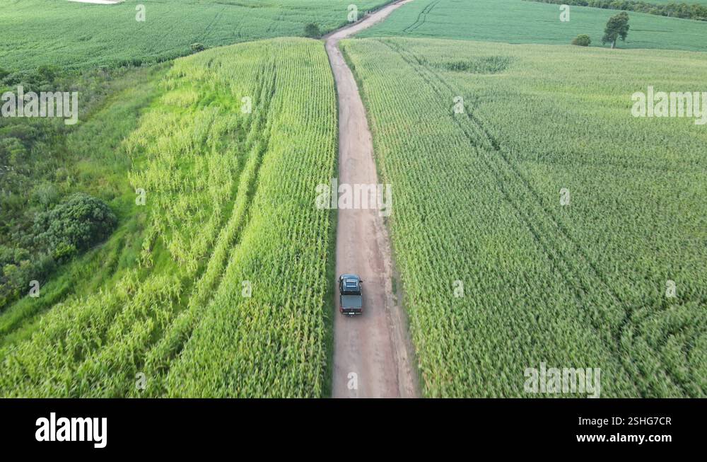 Pickup truck on corn plantation road in a farm, drone view Stock Video ...