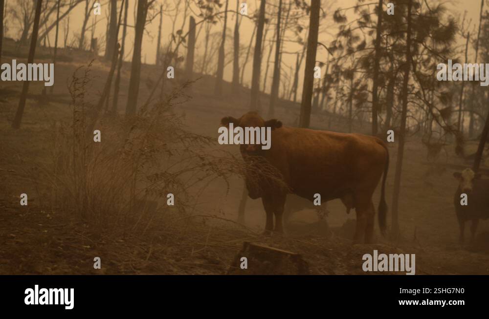 cows surviving after wildfire tears through Stock Video Footage - Alamy