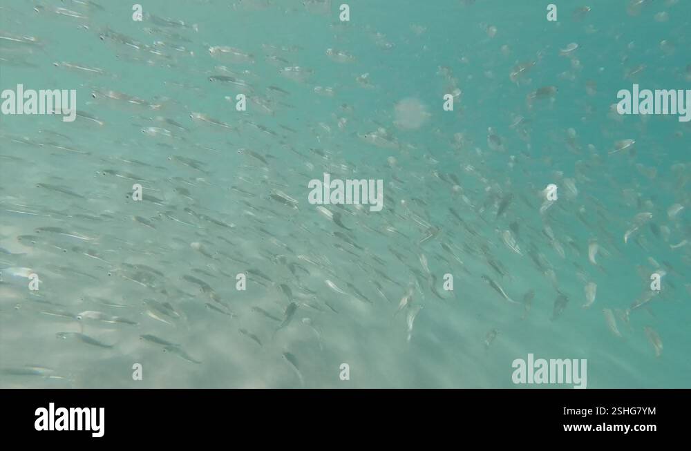 A school of small fish swimming around a shallow beach in tropical ...