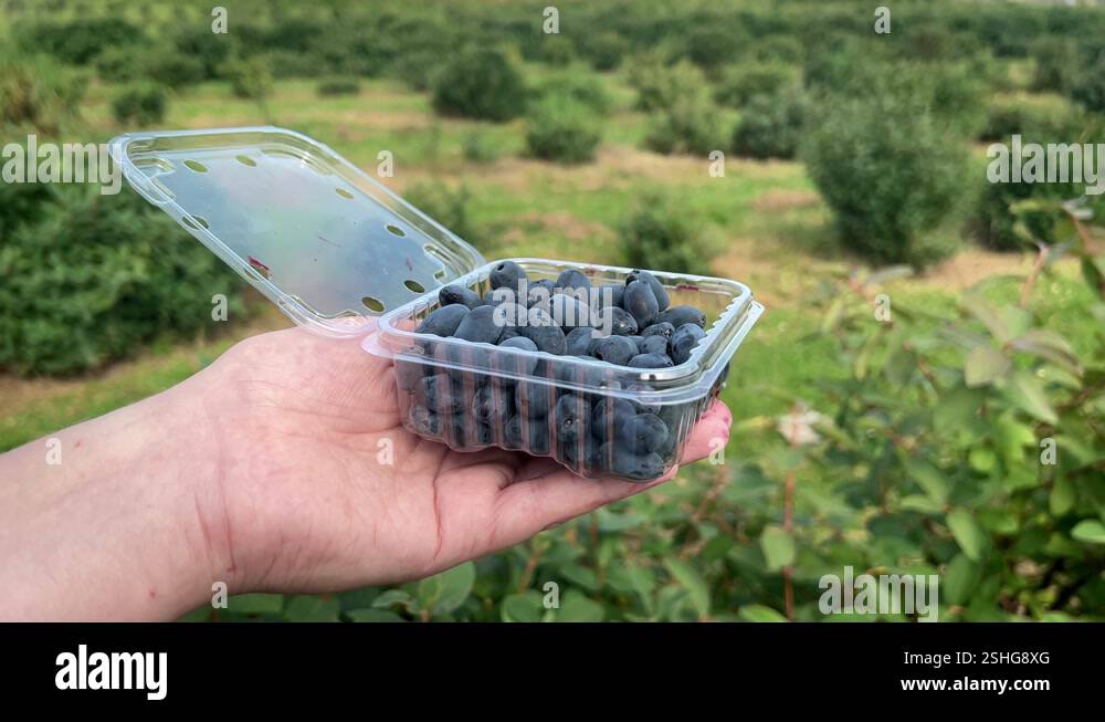 Hand holding up plastic container full of freshly picked Haskap berries ...