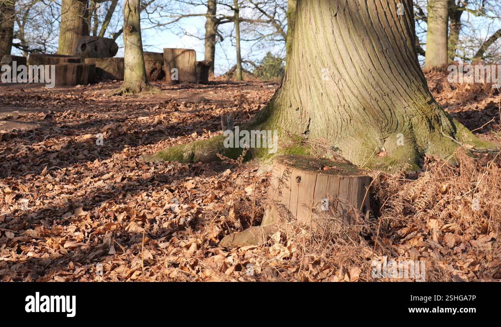 Nuts off a tree Stock Videos & Footage - HD and 4K Video Clips - Alamy