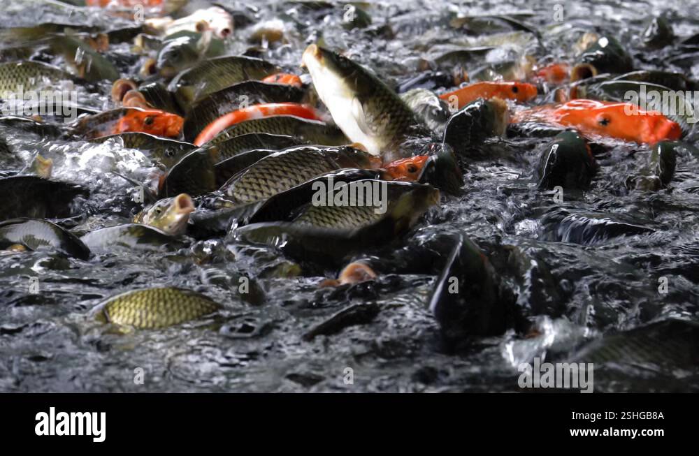 A swarm of koi fish carps during feeding in freshwater. Busy chaotic ...