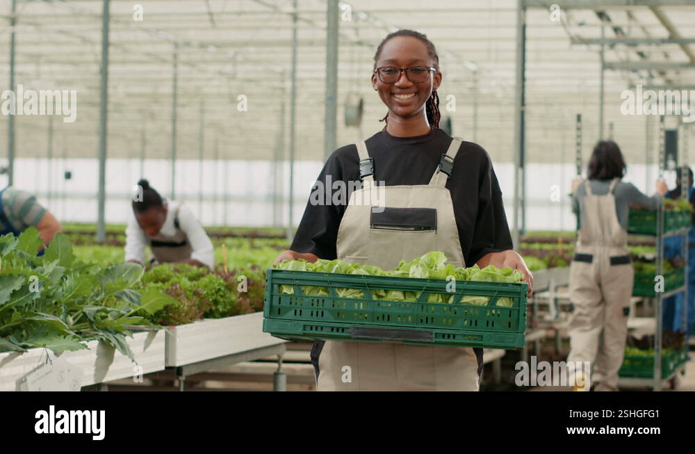 Portrait of organic food grower showing crate with fresh lettuce ...