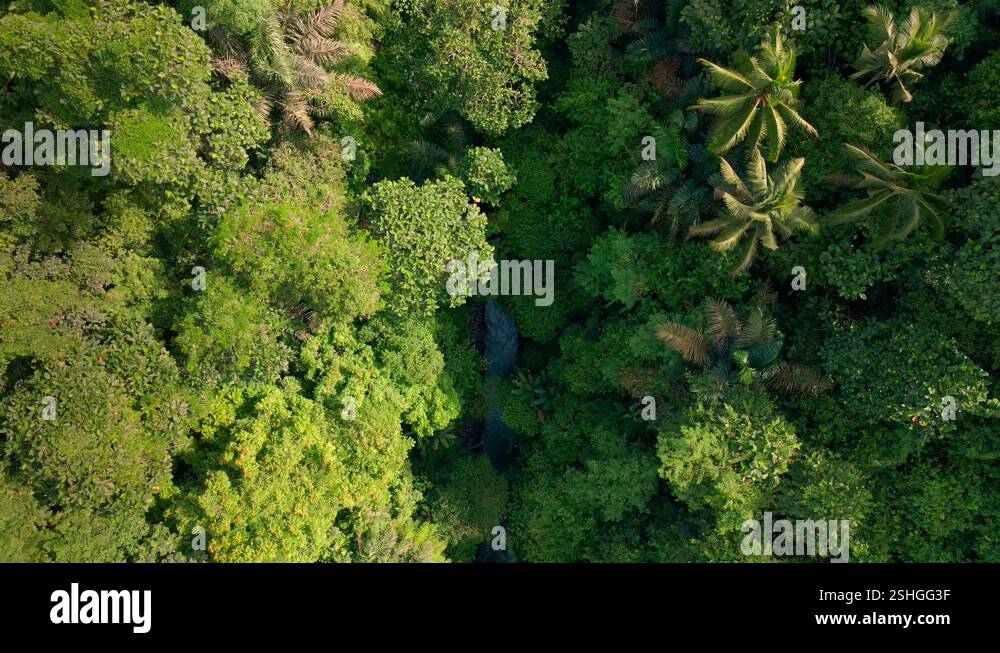 Top view green tropical Stock Videos & Footage - HD and 4K Video Clips ...