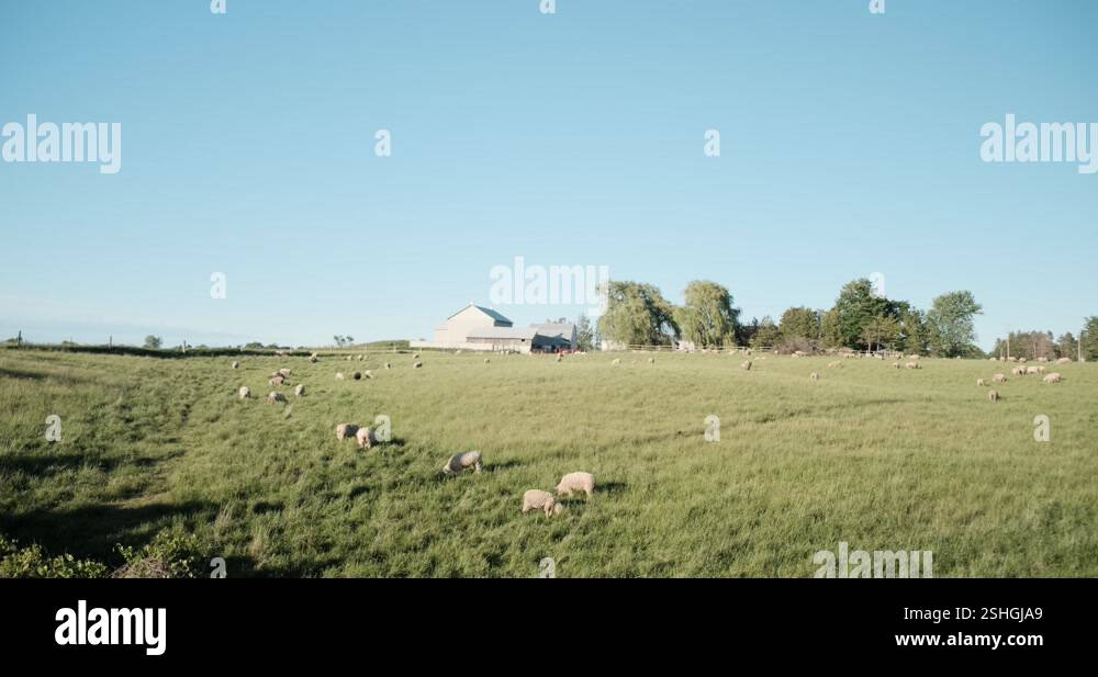 Free Range Sheep Out on a Pasture next to a Farm Stock Video Footage ...