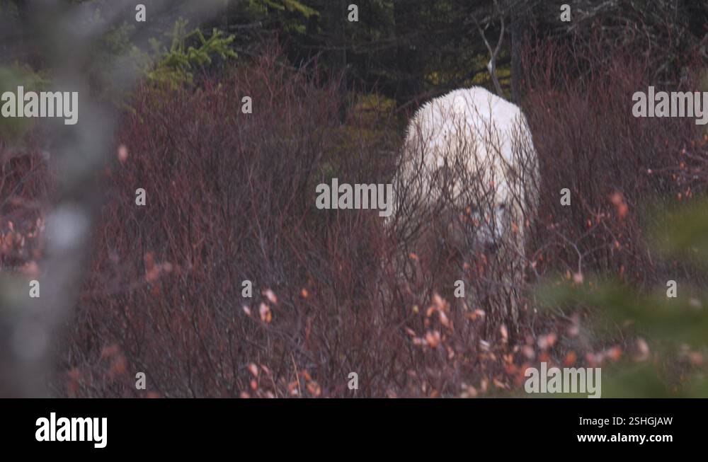 slow motion 4k polar bear walks towards the camera through the brush ...