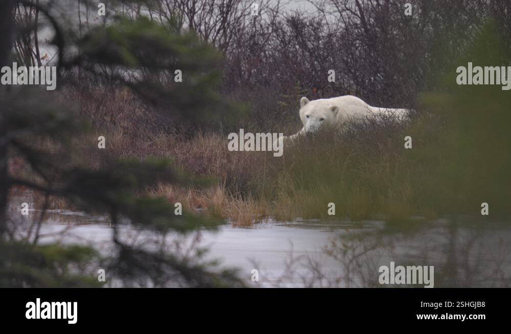 slow motion 4k polar bear wink amongst the sub-arctic brush and trees ...