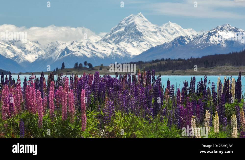Lupin flowers at Lake Pukaki and Mount Cook in background, New Zealand ...