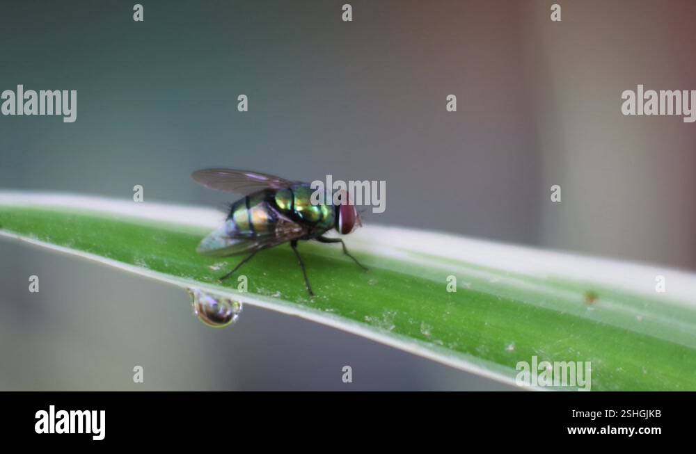Fly on the leaf of plant. Macro shot. Insect footage. Morning dew Stock ...
