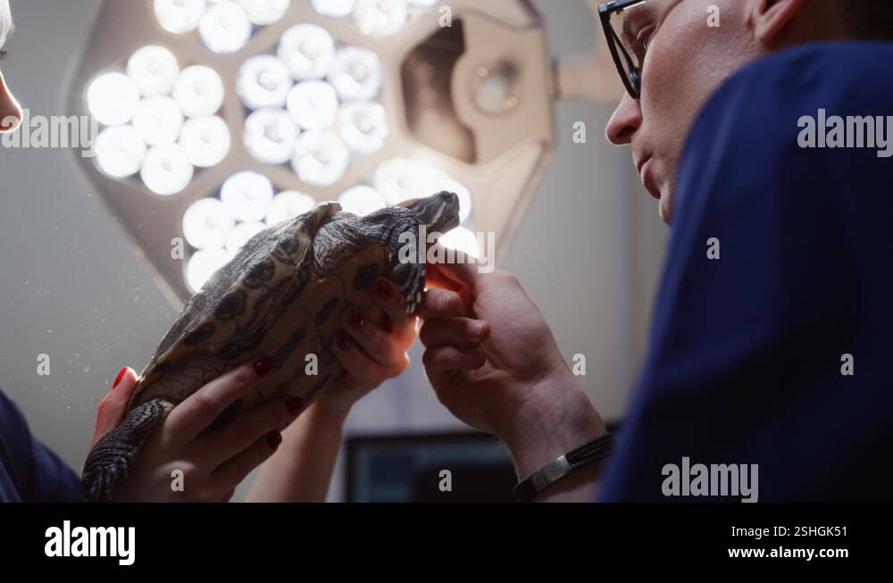 Turtle Examined at Veterinary Clinic Stock Video Footage - Alamy